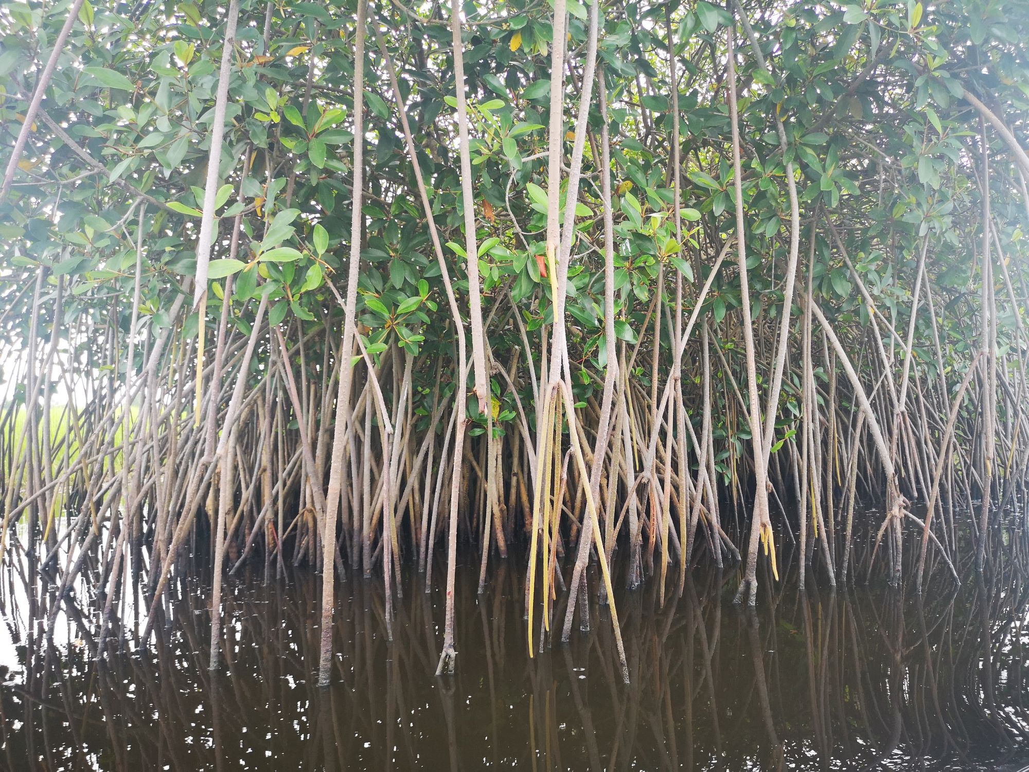 Mangroves, a fascinating ecosystem - Village Monde