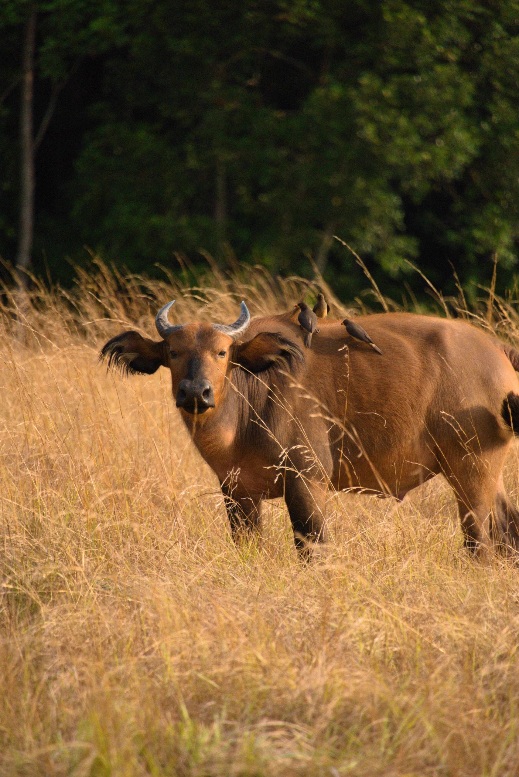 Umbrella species: guardians of biodiversity - Village Monde
