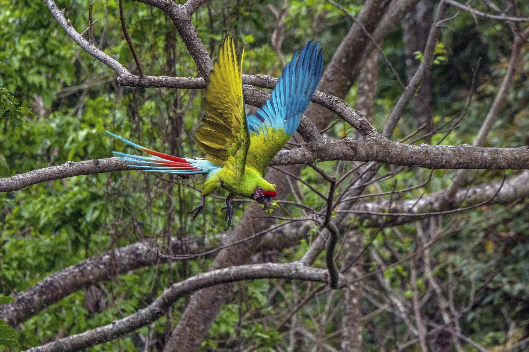 Umbrella species: guardians of biodiversity - Village Monde