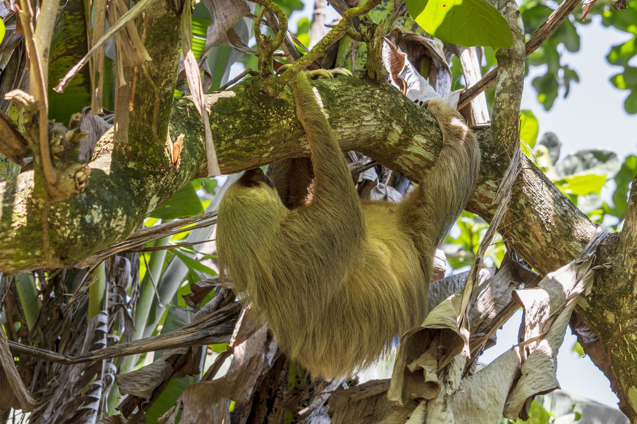 Umbrella species: guardians of biodiversity - Village Monde